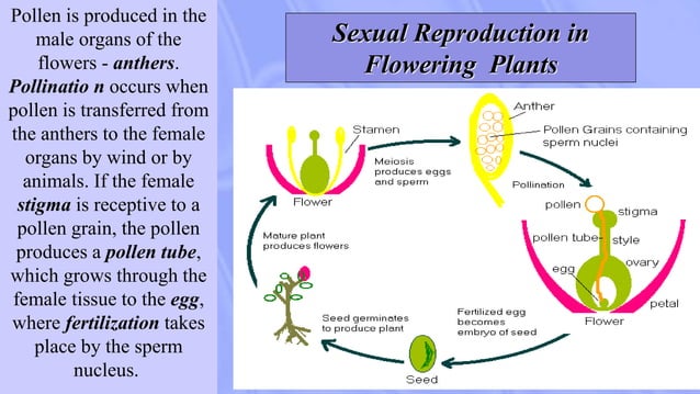 Asexual vs Sexual Reproduction LESSON POWERPOINT | PPT