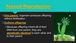Asexual vs Sexual Reproduction LESSON POWERPOINT | PPT