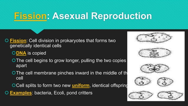 Asexual vs Sexual Reproduction LESSON POWERPOINT | PPT