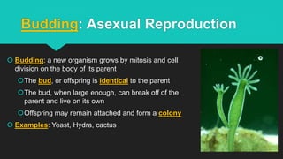 Asexual vs Sexual Reproduction LESSON POWERPOINT | PPTX