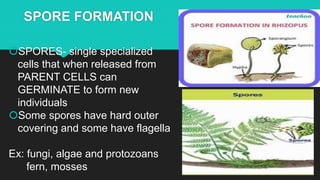 Asexual vs Sexual Reproduction LESSON POWERPOINT | PPTX | Infertility ...