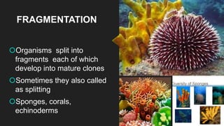 Asexual vs Sexual Reproduction LESSON POWERPOINT | PPTX | Infertility ...
