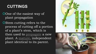 Asexual vs Sexual Reproduction LESSON POWERPOINT | PPTX | Infertility ...