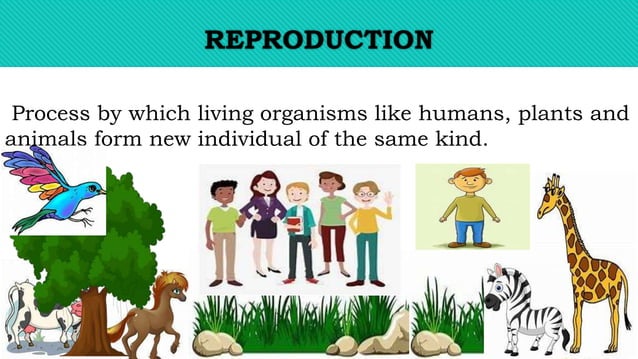 Asexual vs Sexual Reproduction LESSON POWERPOINT | PPT