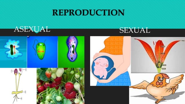 Asexual vs Sexual Reproduction LESSON POWERPOINT | PPT