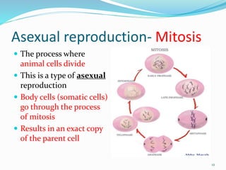 Asexual vs Sexual Reproduction PowerPoint.pptx
