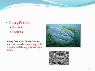Asexual vs Sexual Reproduction PowerPoint.pptx
