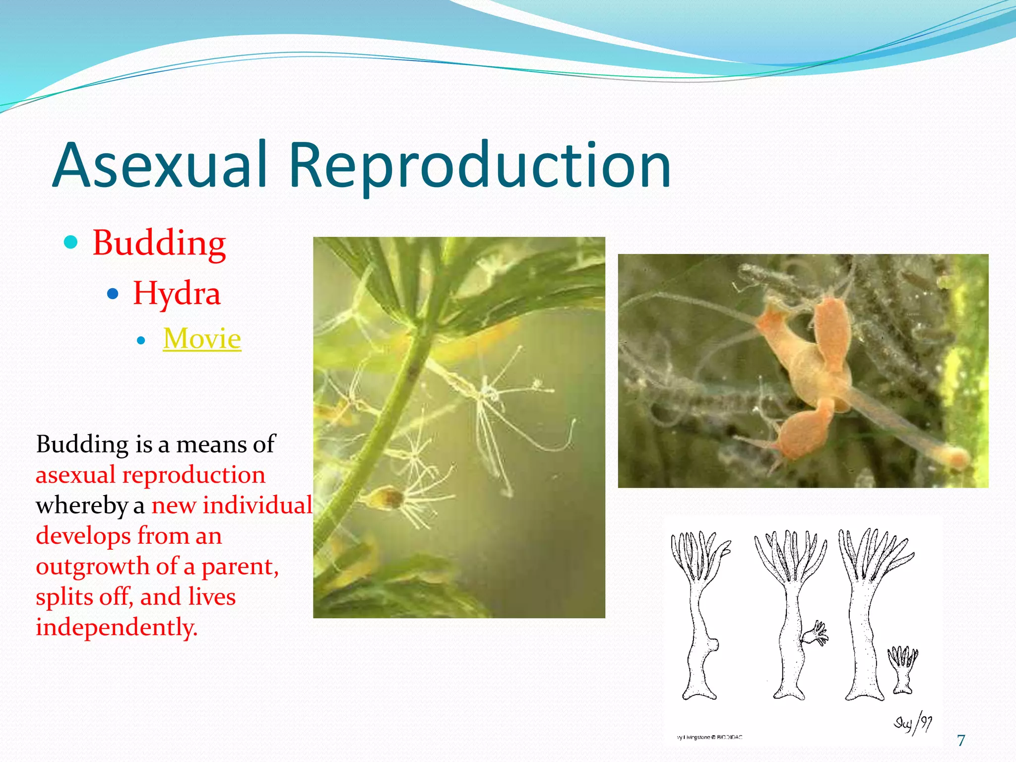 Asexual vs Sexual Reproduction PowerPoint.pptx
