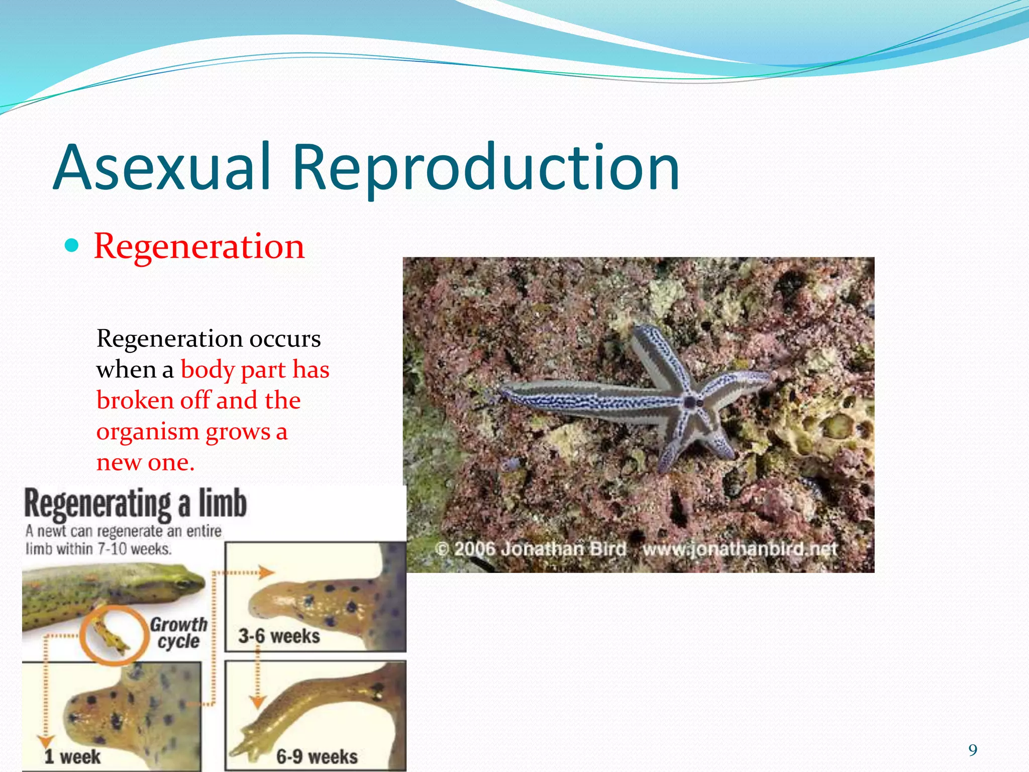 Asexual vs Sexual Reproduction PowerPoint.pptx