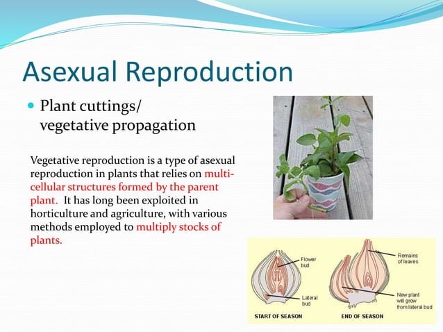 Asexual vs Sexual Reproduction PowerPoint.pptx