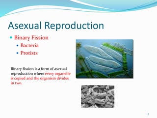 Asexual vs Sexual Reproduction PowerPoint.pptx