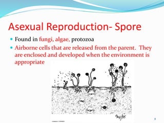 Asexual vs Sexual Reproduction PowerPoint.pptx