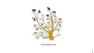 philogenetic tree | PPT