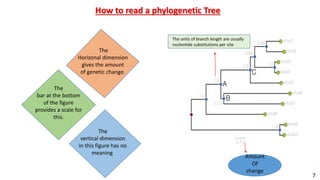 philogenetic tree | PPT