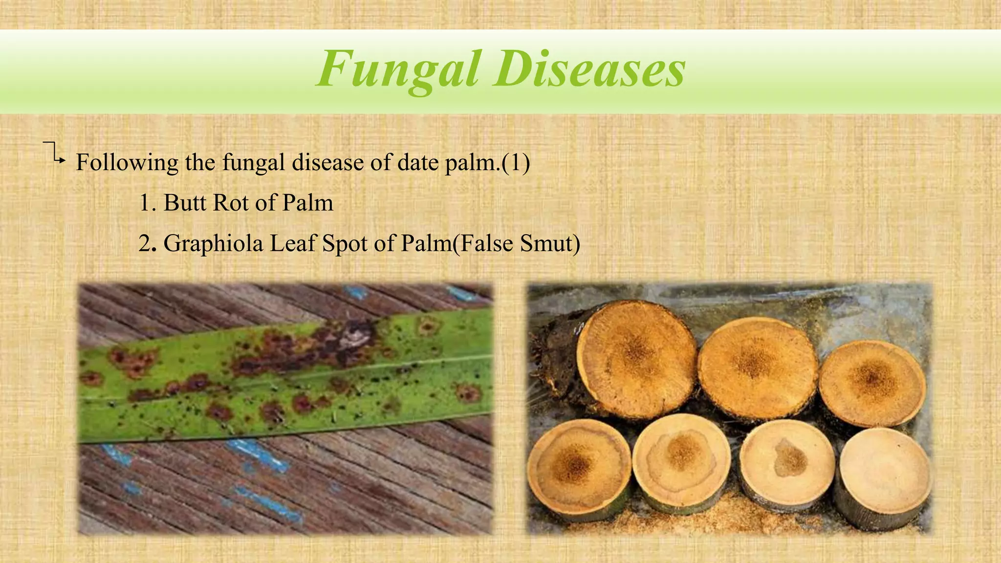 diseases of plam | PPTX