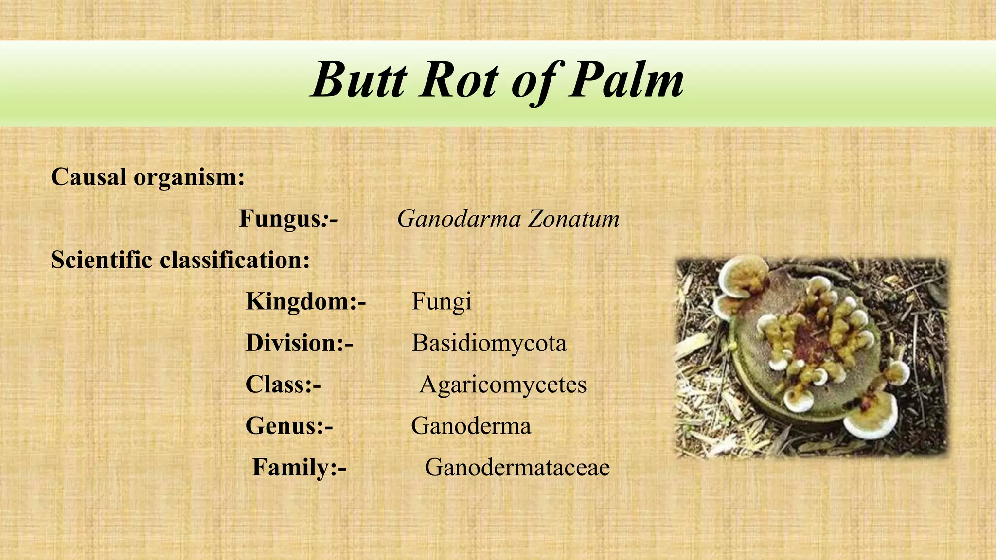 diseases of plam | PPTX