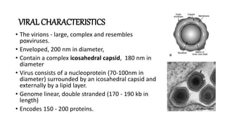 Asfarviridae- a brief description about virus | PPTX