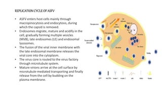 Asfarviridae- a brief description about virus | PPTX