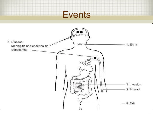 Listeriosis and Colibacillosis | PPT