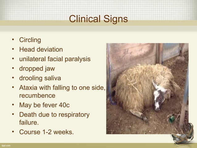 Listeriosis and Colibacillosis | PPT