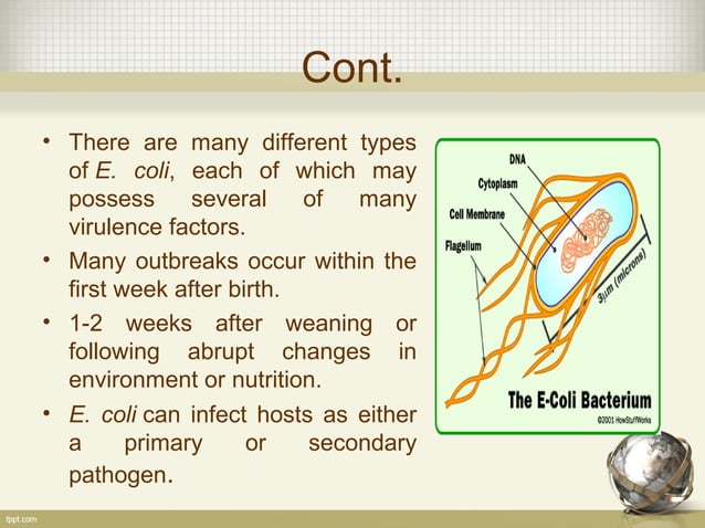 Listeriosis and Colibacillosis | PPT