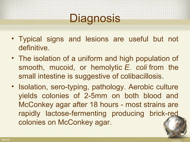 Listeriosis and Colibacillosis | PPT