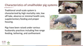 How the small-scale low biosecurity sector could be transformed into a ...