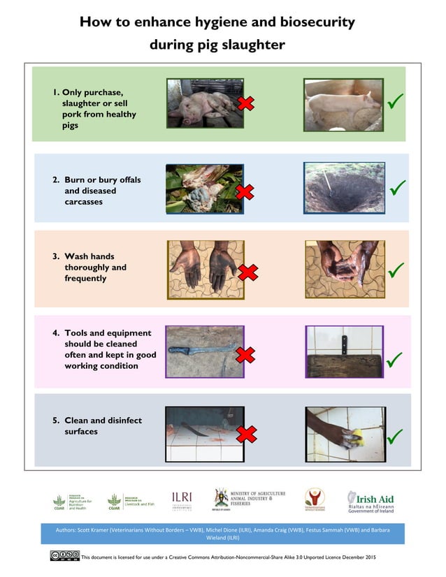 How to enhance hygiene and biosecurity during pig slaughter | PDF