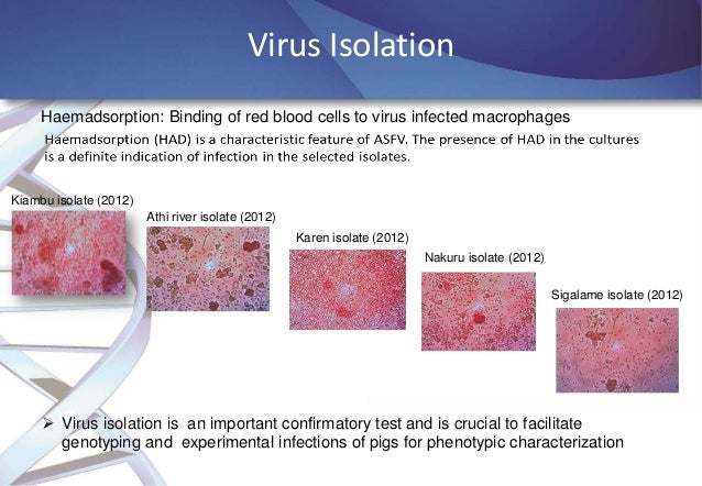 African Swine Fever (ASF) virus genomics and diagnostics