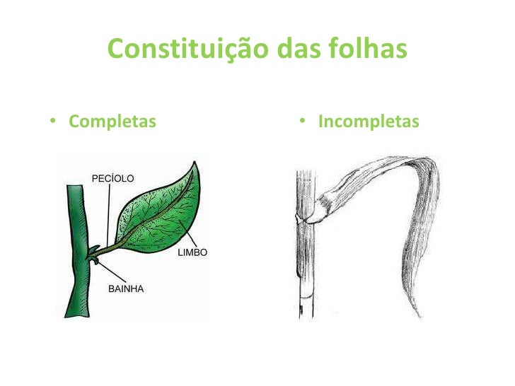 As folhas - Ana Perna