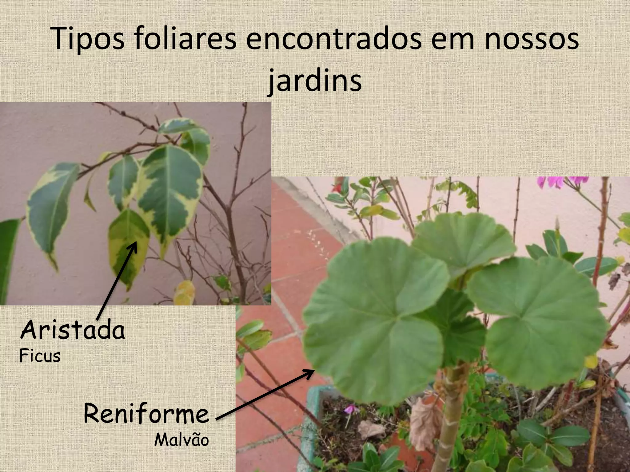 As folhas que existem em nosso jardim | PPT