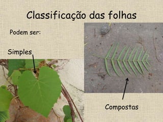As folhas que existem em nosso jardim | PPTX