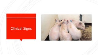 AFRICAN SWINE FEVER (ASF) PREVENTION AND CONTROL.pptx
