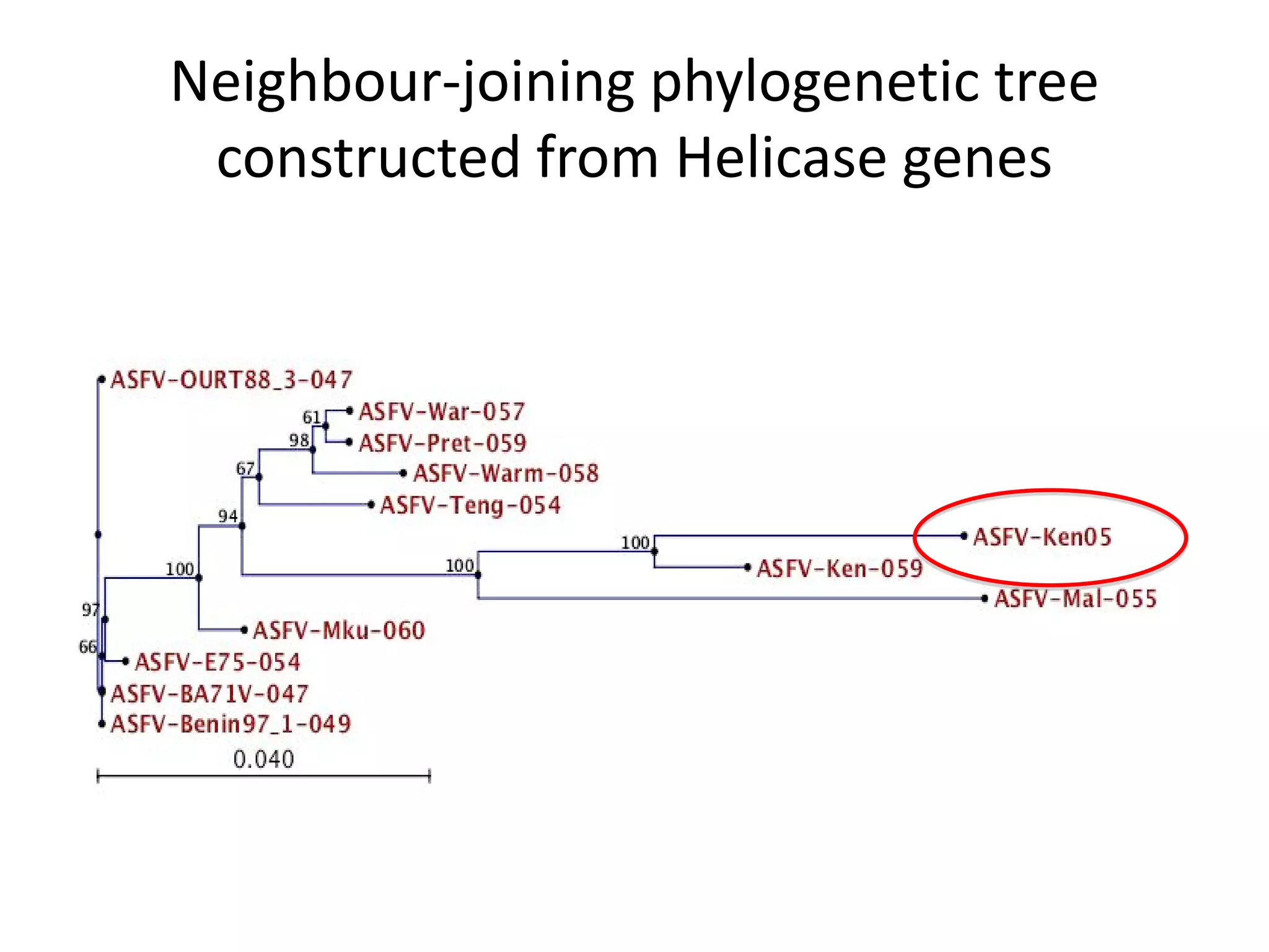 ASFV genome sequencing | PDF