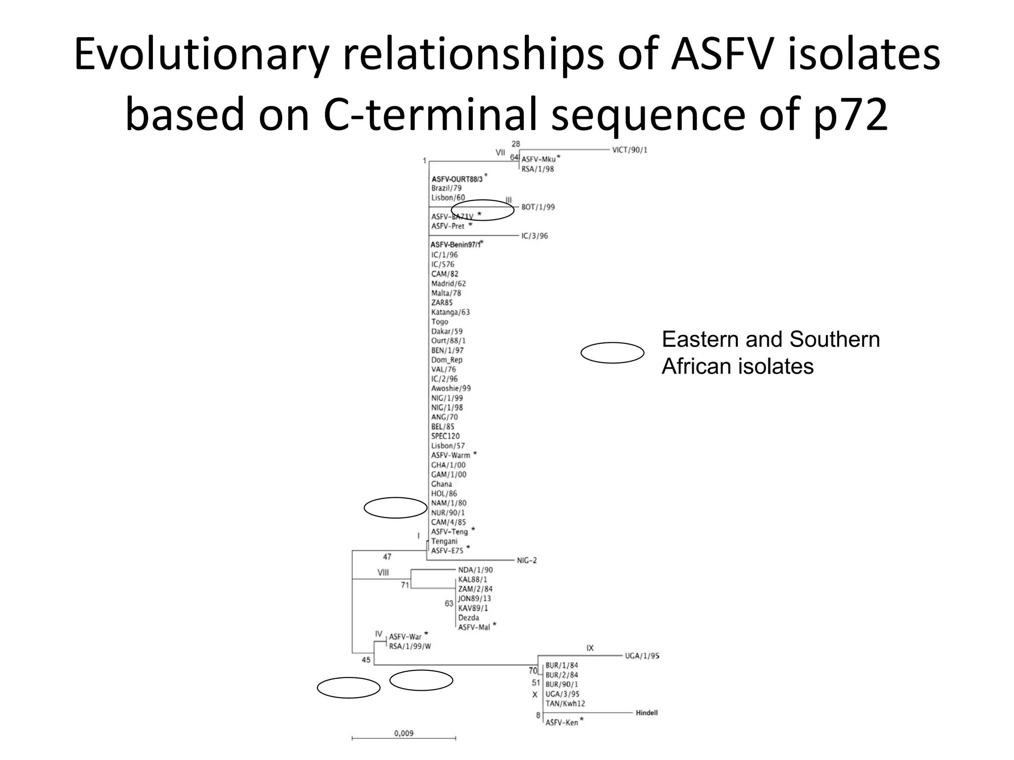 ASFV genome sequencing | PDF