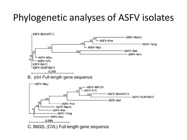 ASFV genome sequencing | PDF