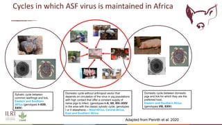 African swine fever epidemiology and control in smallholder pig systems ...