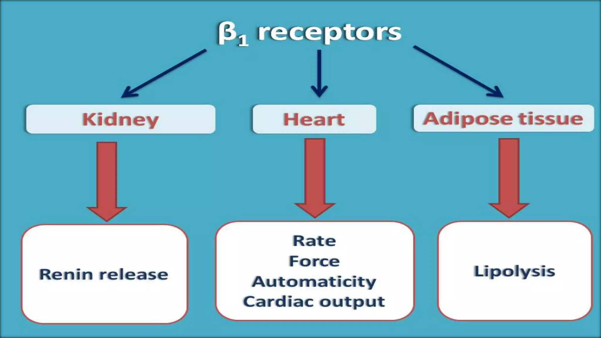 RECEPTORS-ADRENERGIC AND CHOLINERGIC | PPTX
