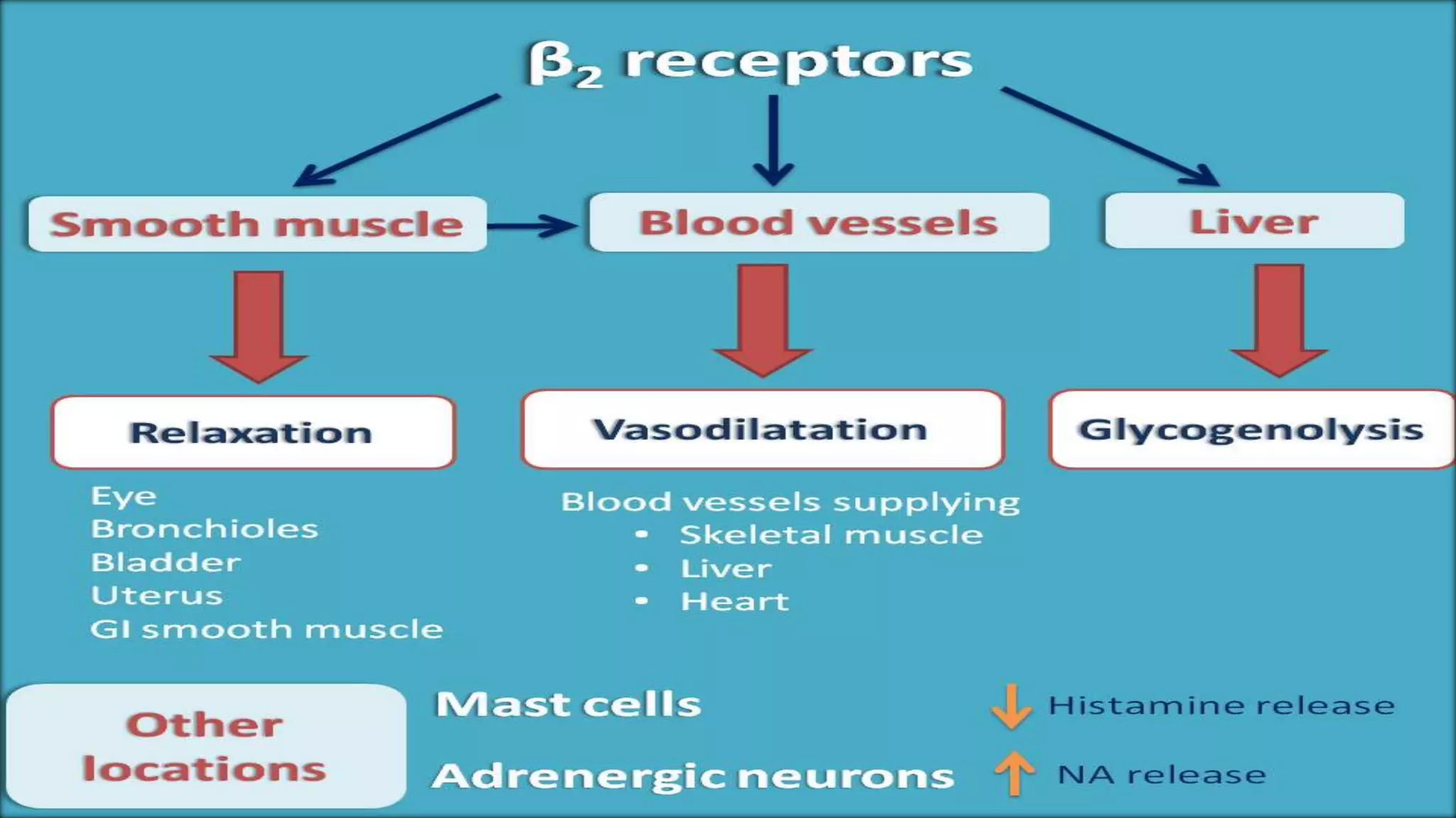 RECEPTORS-ADRENERGIC AND CHOLINERGIC | PPTX