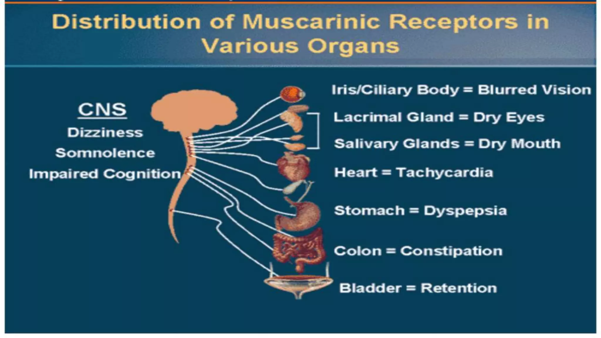 RECEPTORS-ADRENERGIC AND CHOLINERGIC | PPTX