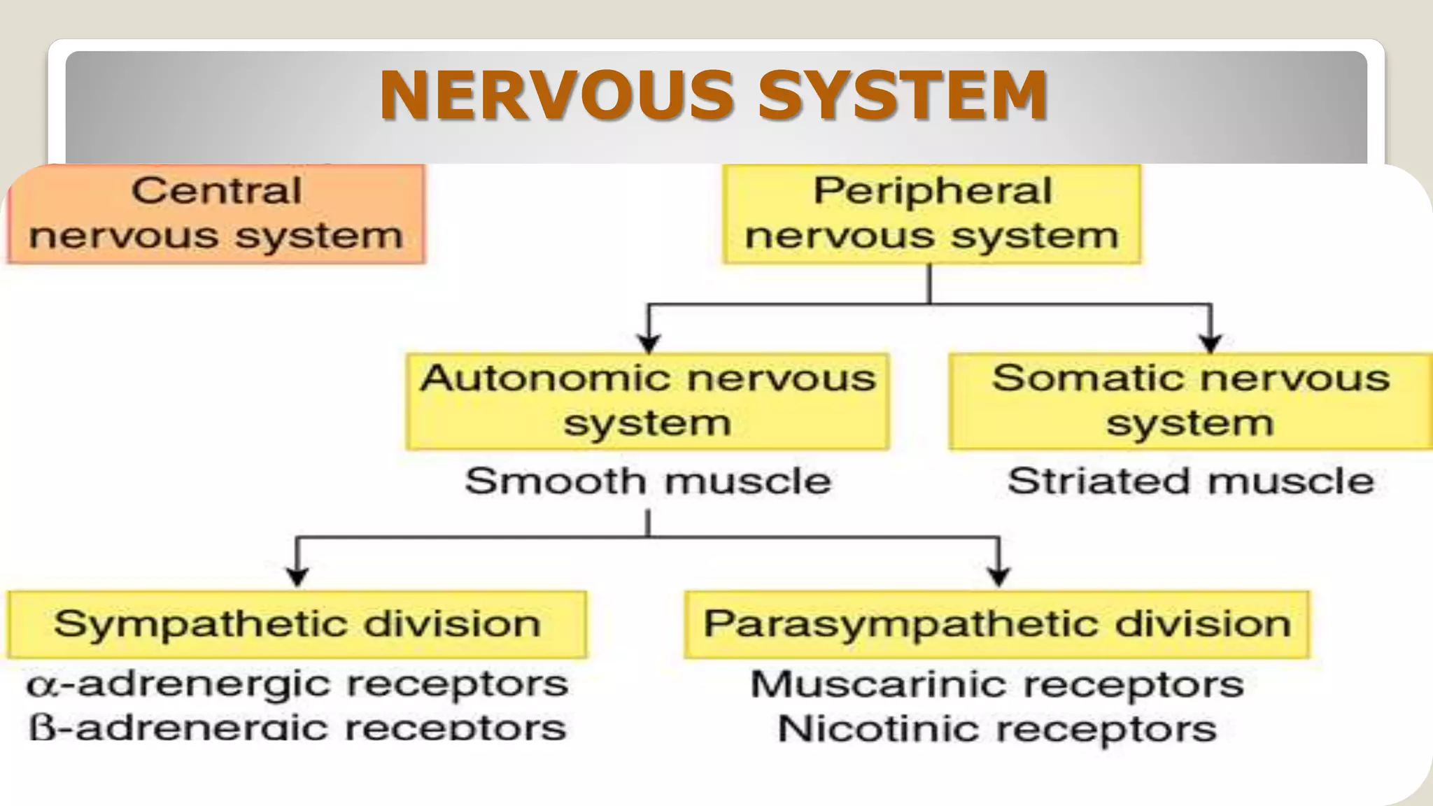 RECEPTORS-ADRENERGIC AND CHOLINERGIC | PPTX