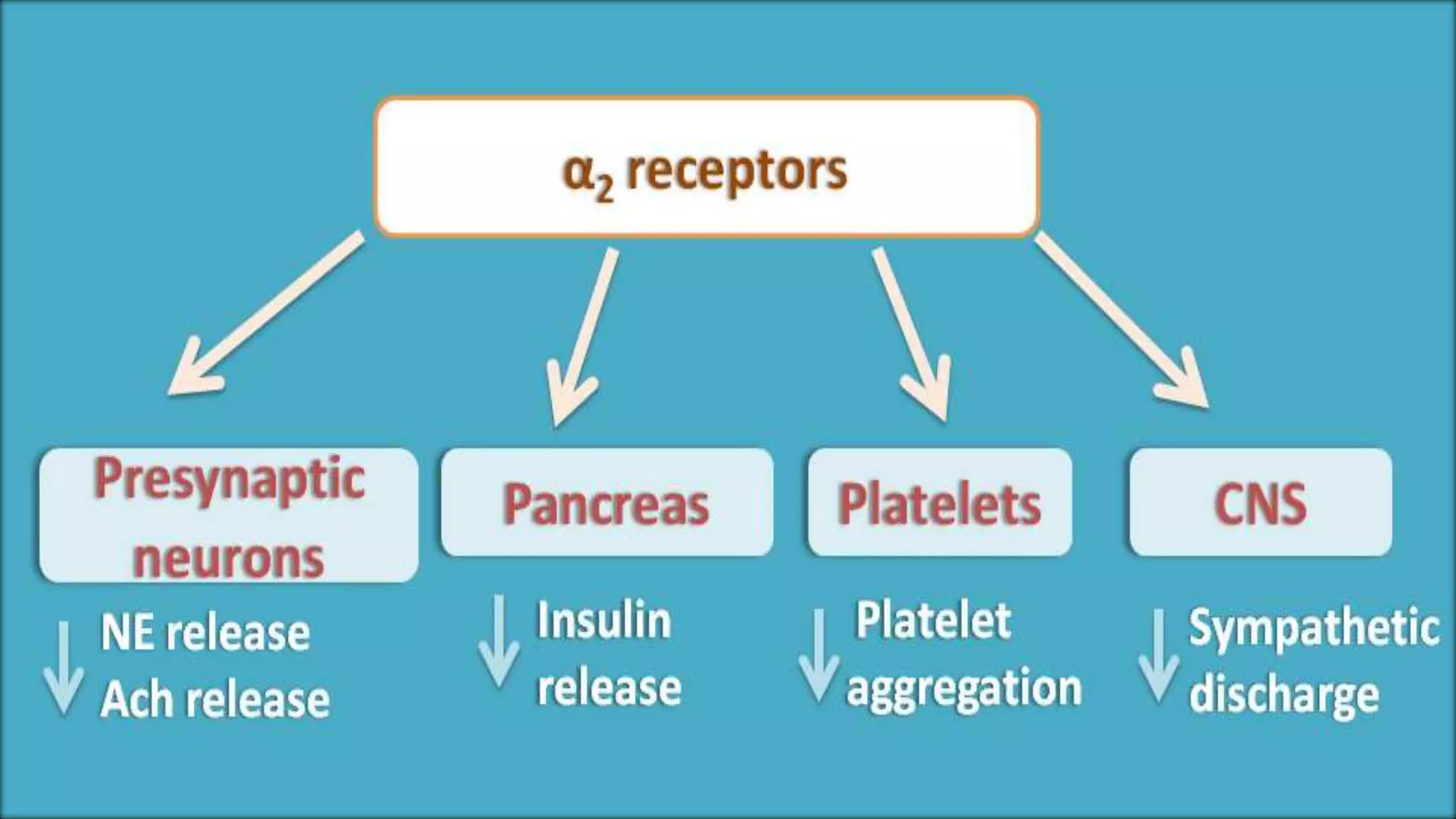 RECEPTORS-ADRENERGIC AND CHOLINERGIC | PPTX