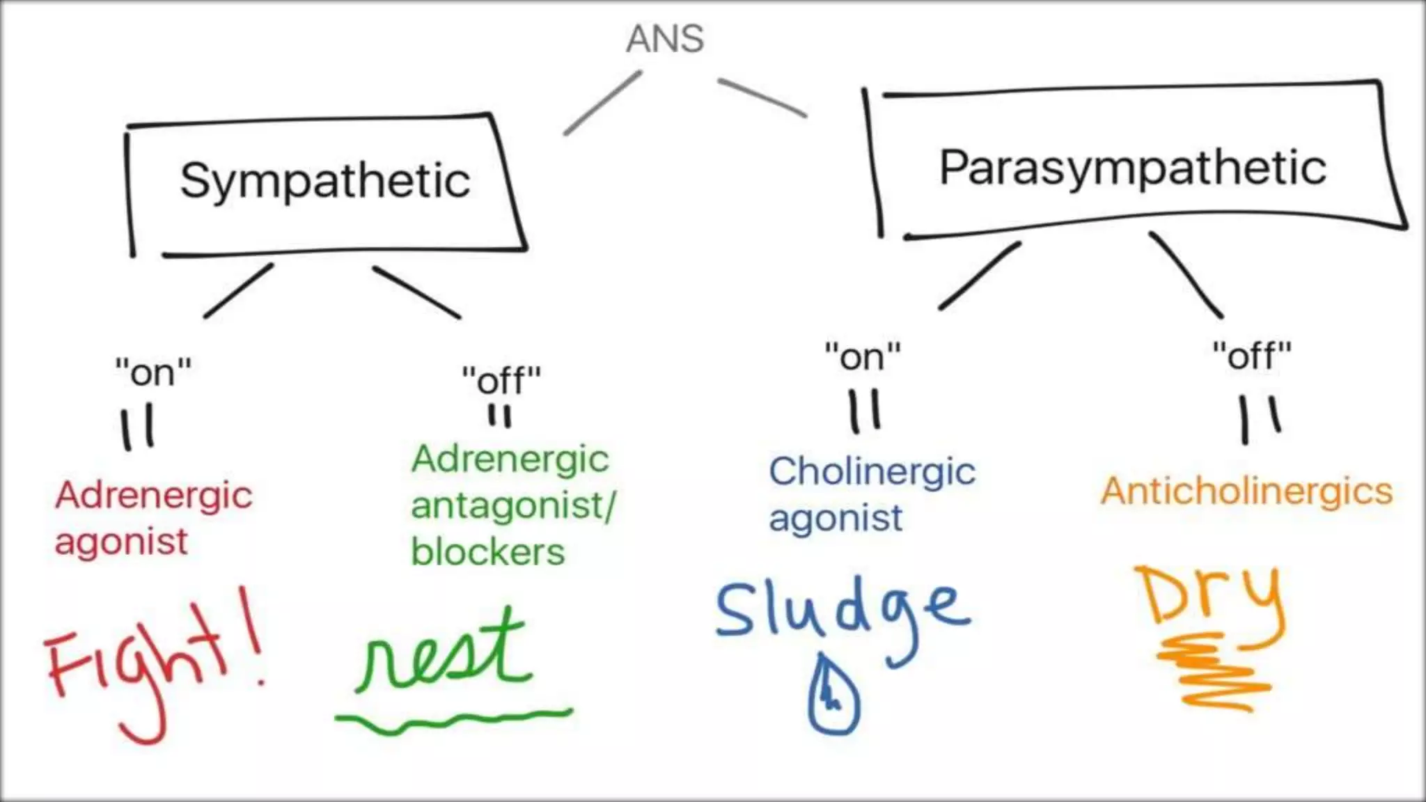 RECEPTORS-ADRENERGIC AND CHOLINERGIC