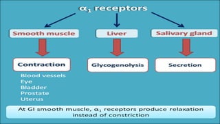 RECEPTORS-ADRENERGIC AND CHOLINERGIC | PPTX