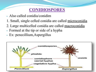 ash.ppt.pptx fungal reproduction presentation | PPT