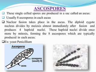 ash.ppt.pptx fungal reproduction presentation | PPT