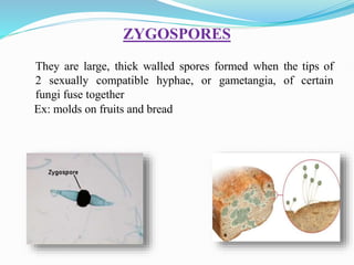 ash.ppt.pptx fungal reproduction presentation | PPTX