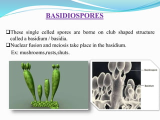 ash.ppt.pptx fungal reproduction presentation | PPT