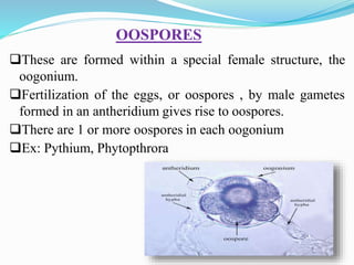 ash.ppt.pptx fungal reproduction presentation | PPT