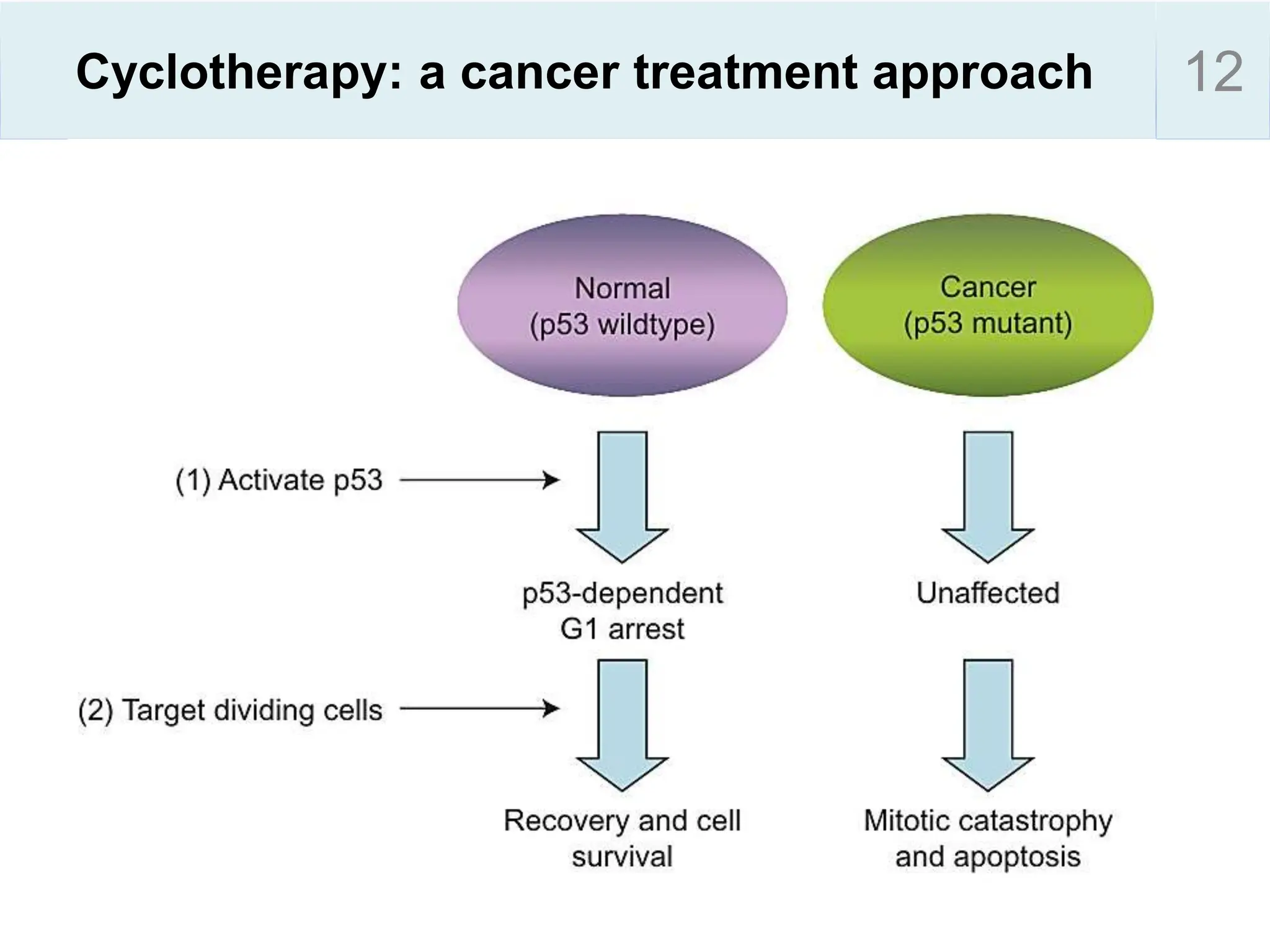 ASH2213Msc105M-oncology-p53-based Cancer Therapy.pptx